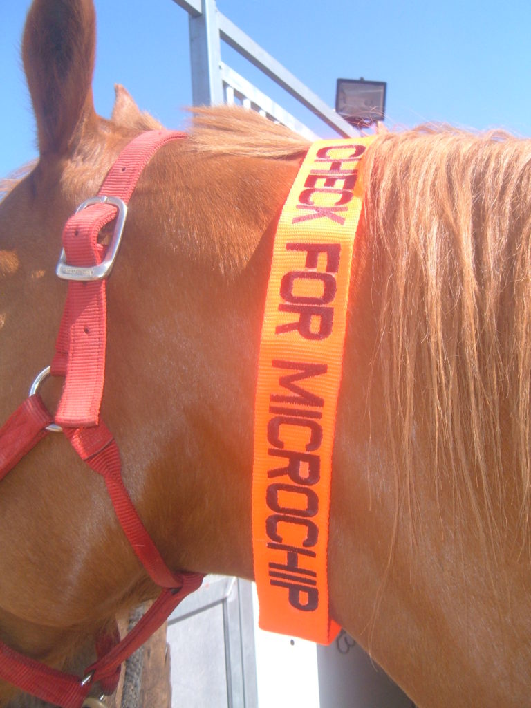 Embroidered Equine ID Collar - EquestriSafe, LLC - your trusted source ...